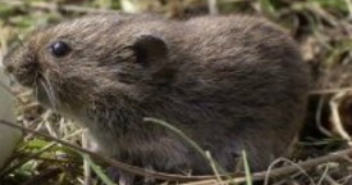 Paracadutati topi morti nell’isola di Guam invasa da serpenti velenosi