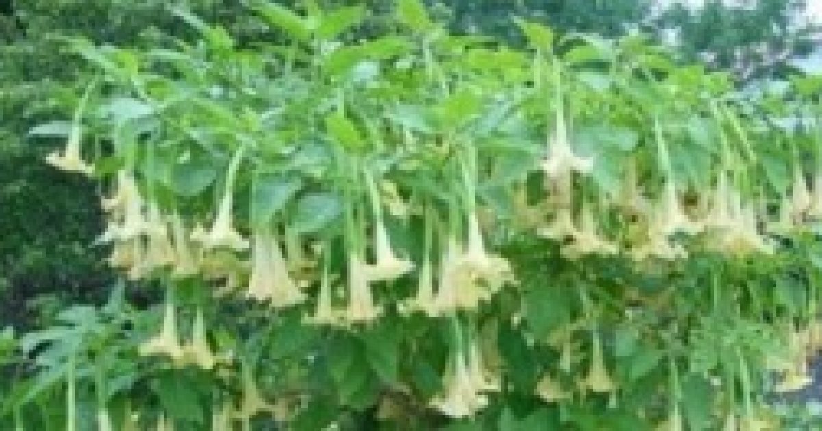 Escopolamina, la droga de los violadores, se obtiene de plantas que ...