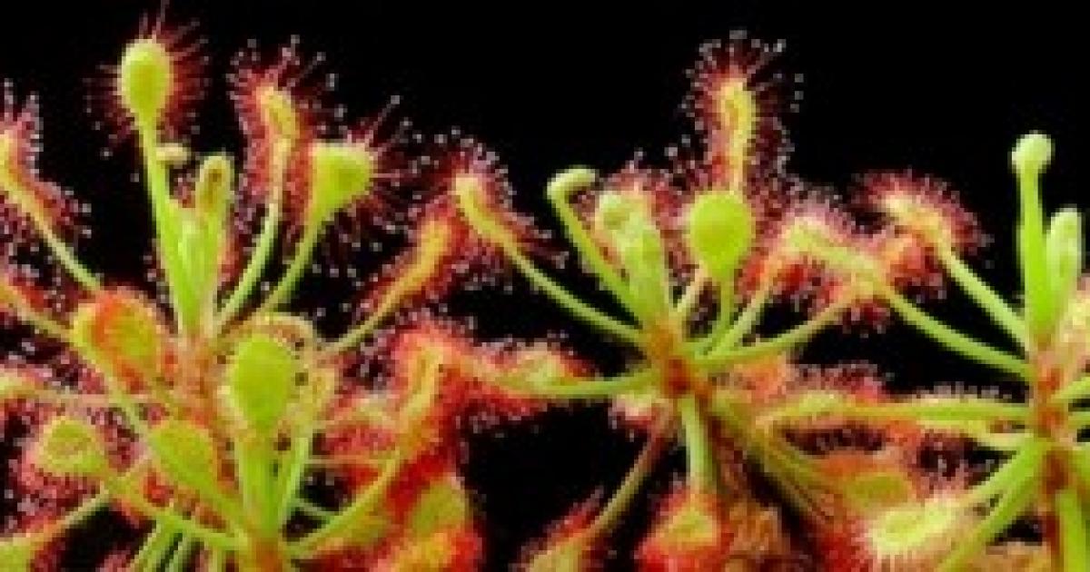 La drosera es una planta carnívora que se puede utilizar con fines ...