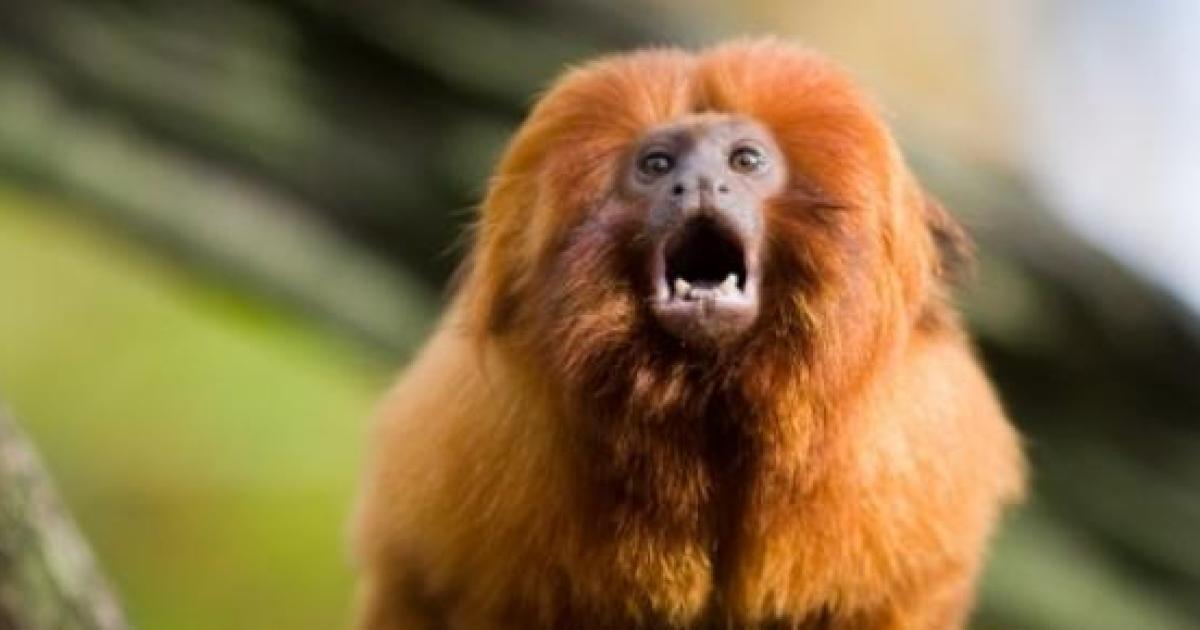 Curiosidades sobre o mico-leão-dourado