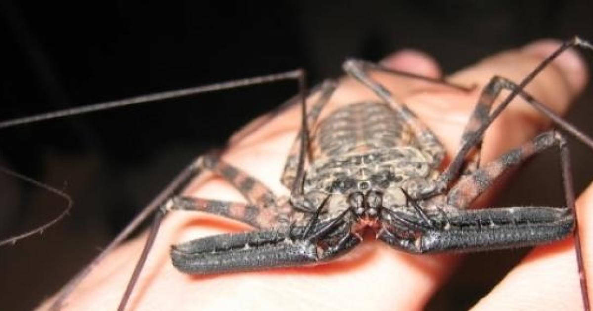 Animais estranhos: Amblypygi - aranha chicote