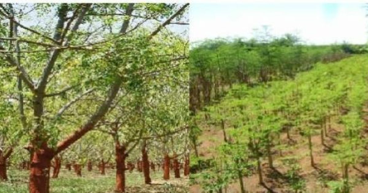 Moringa el árbol con más propiedades nutritivas de la tierra.