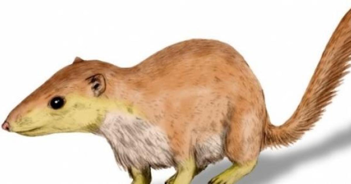 Los primates más primitivos vivían en los árboles