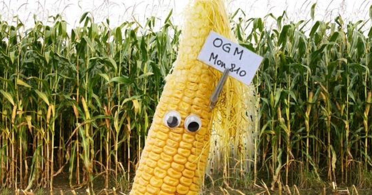 OGM in Italia, no al mais transgenico della Monsanto