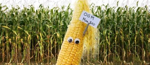OGM in Italia, no al mais transgenico della Monsanto