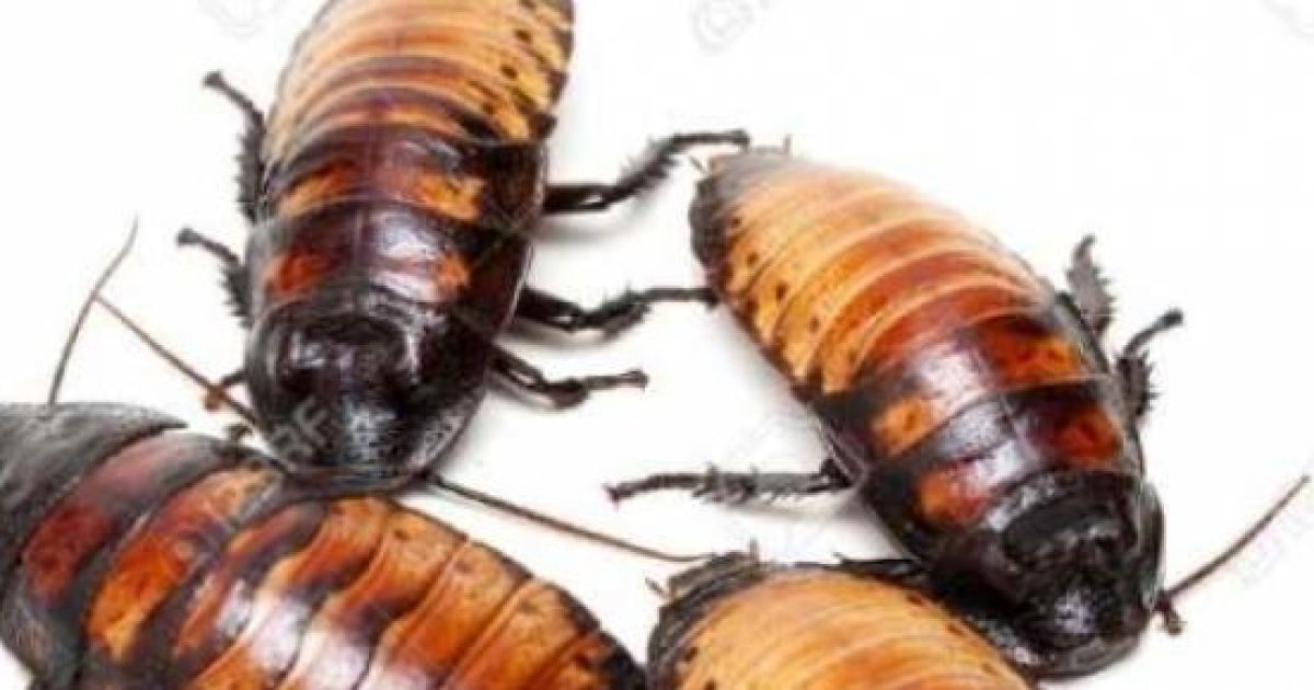 Regalate uno scarafaggio per San Valentino.