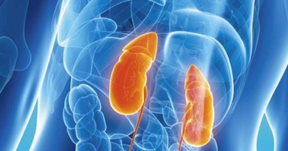 Los riñones desintoxican y depuran nuestro organismo. Mantenlos sanos