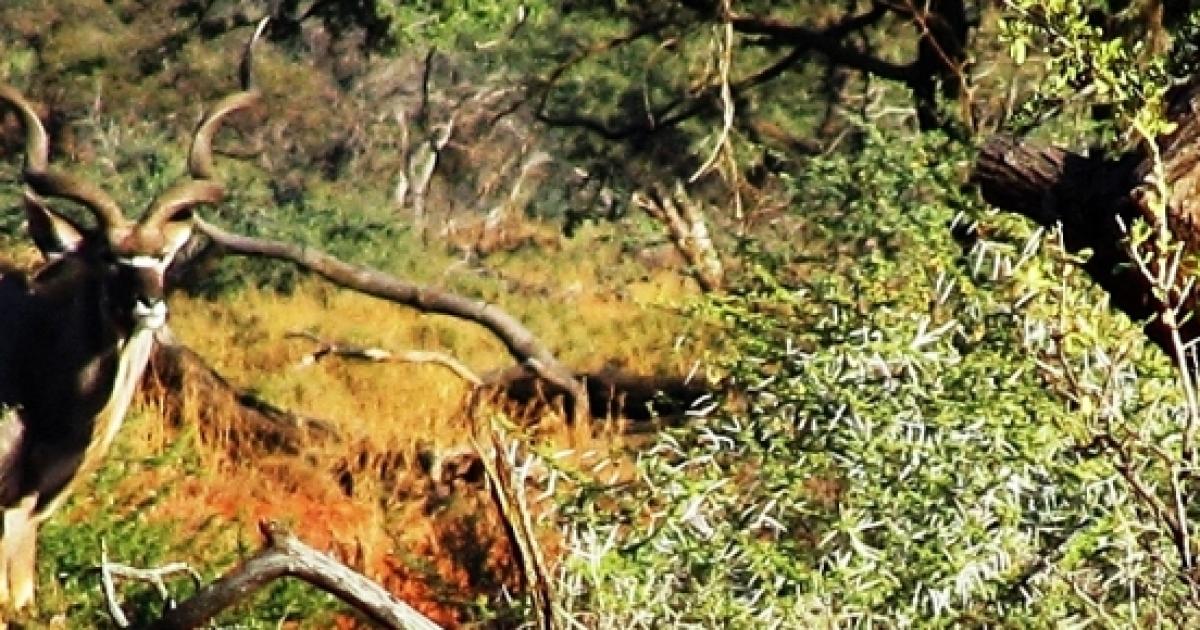 The incredible killer tree that broadcasts an SOS to its neighbours.