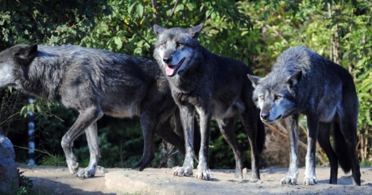 Human impact on animal populations is worse than radiation.