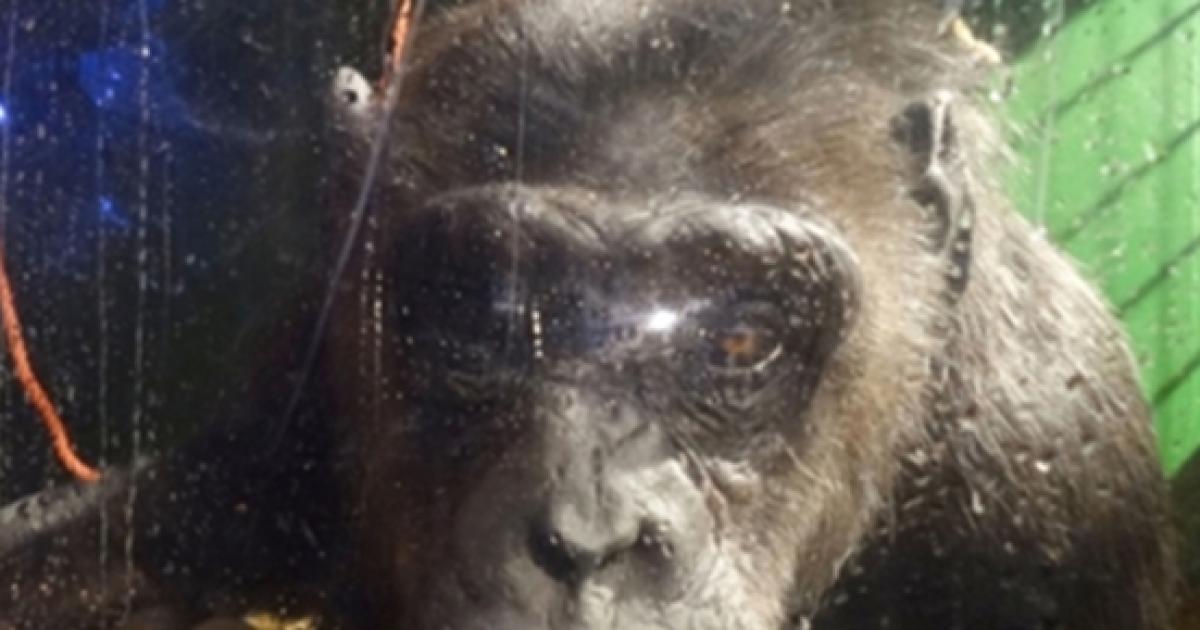 Last German circus chimpanzee to leave showbiz