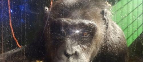 Last German circus chimpanzee to leave showbiz