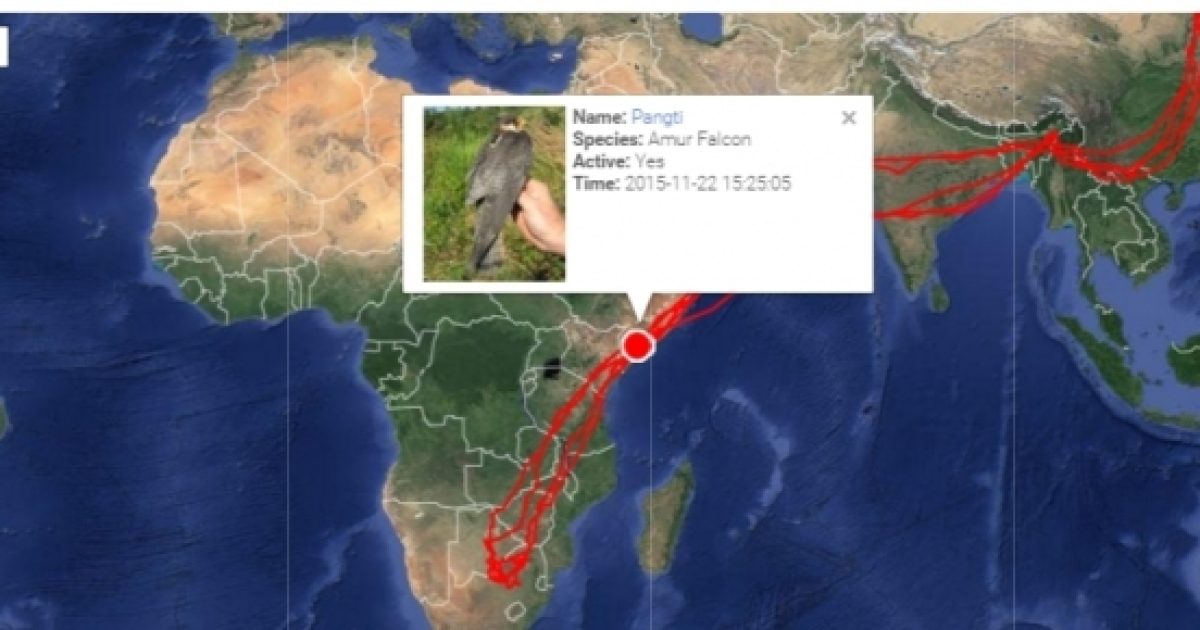 How to track your favorite migratory bird online with animated mapping