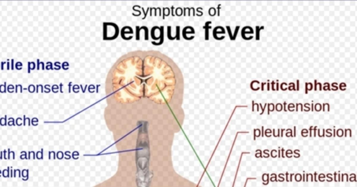 How to cope with Dengue Fever in Southern Africa