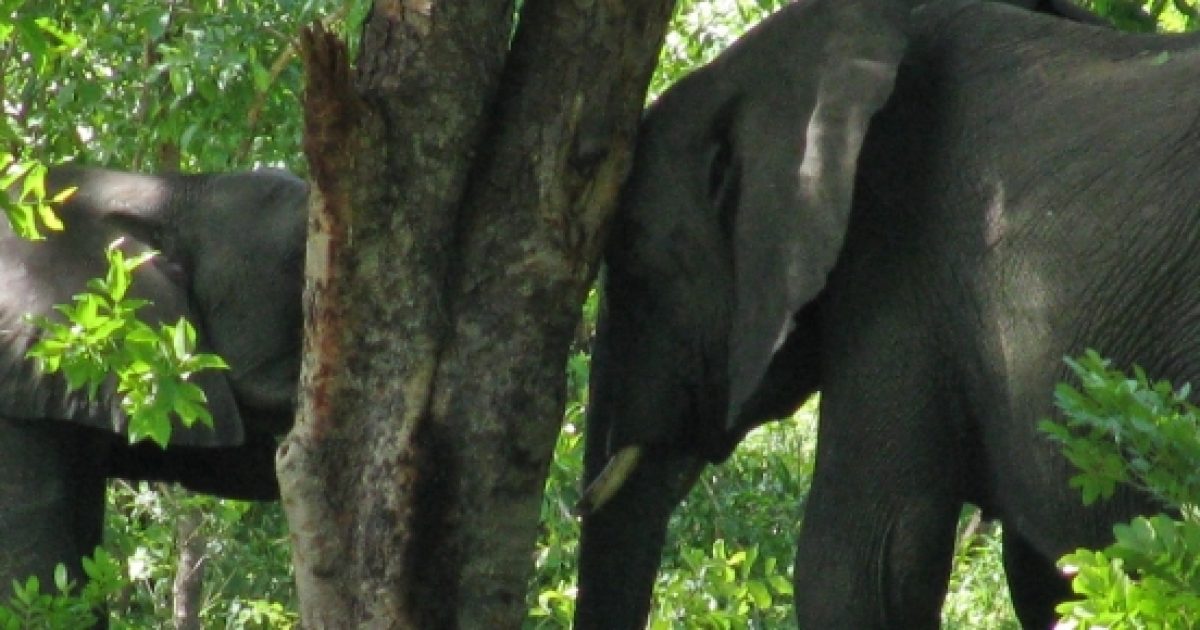 The conspicuous absence of Tanzania from the Cotonou resolution to ban ...