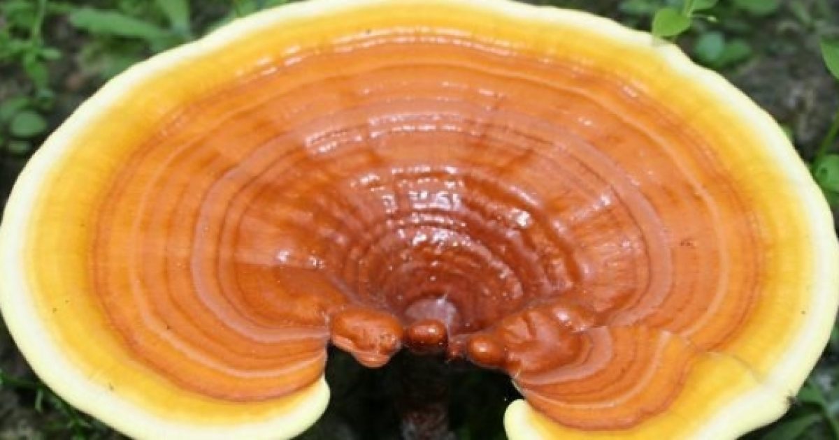 Ganoderma lucidum reishi: propiedades y efectos secundarios