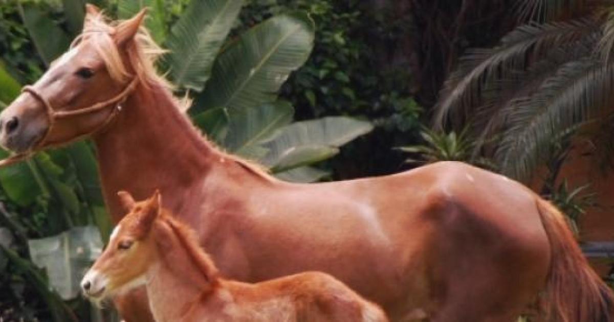 El caballo, un animal pura sangre por su corazón