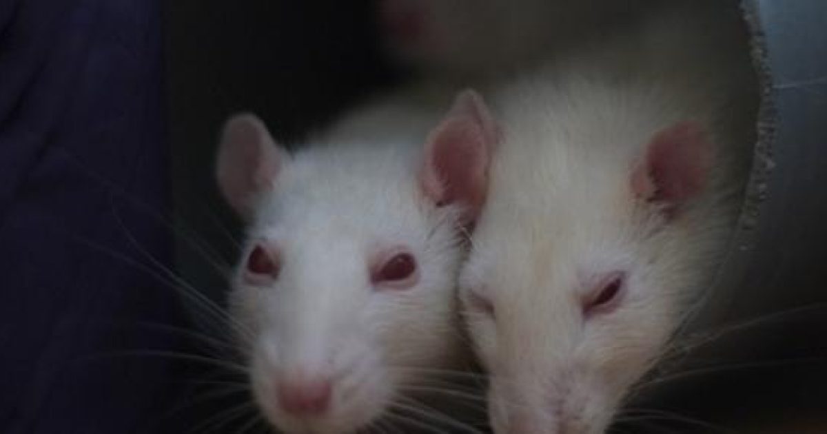 ‘Kindness’ is recognised by rats