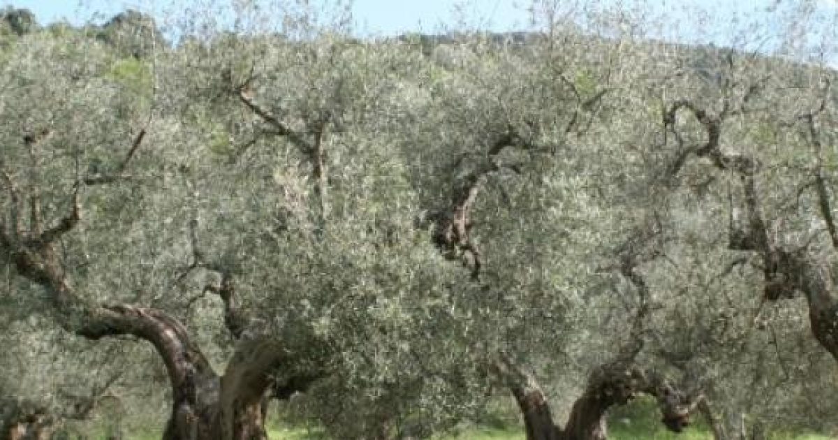 Xylella Fastidiosa, le conoscenze di base sul batterio killer
