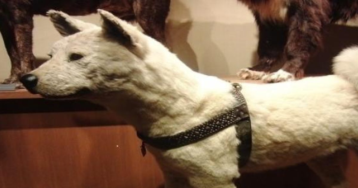 La historia de Hachi-ko, el perro fiel más famoso del mundo