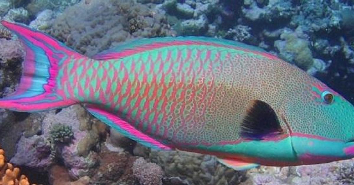 Una isla hecha de ¿caca de pez?