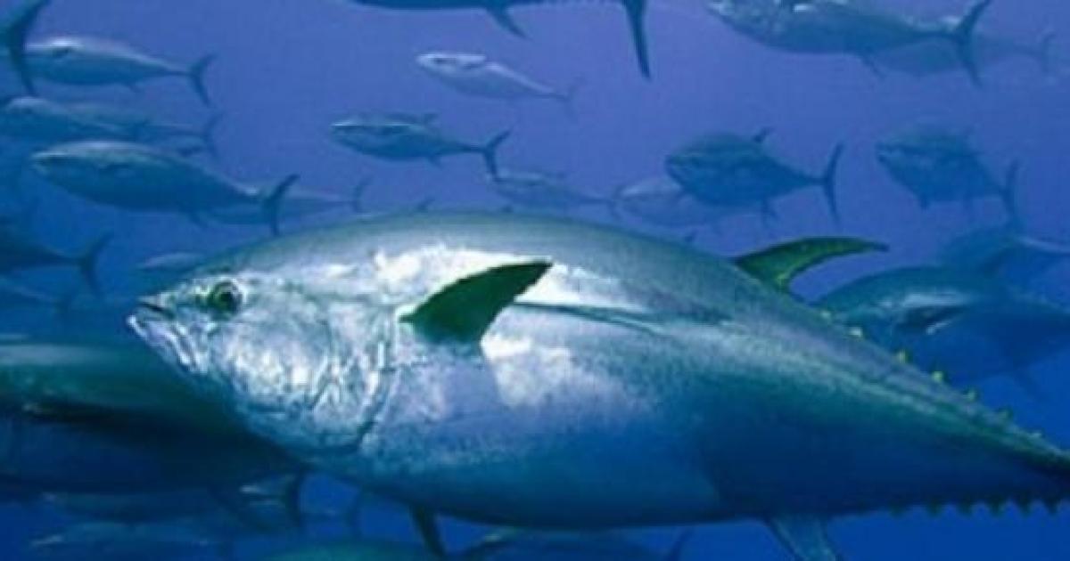 Il tonno è in via di estinzione.