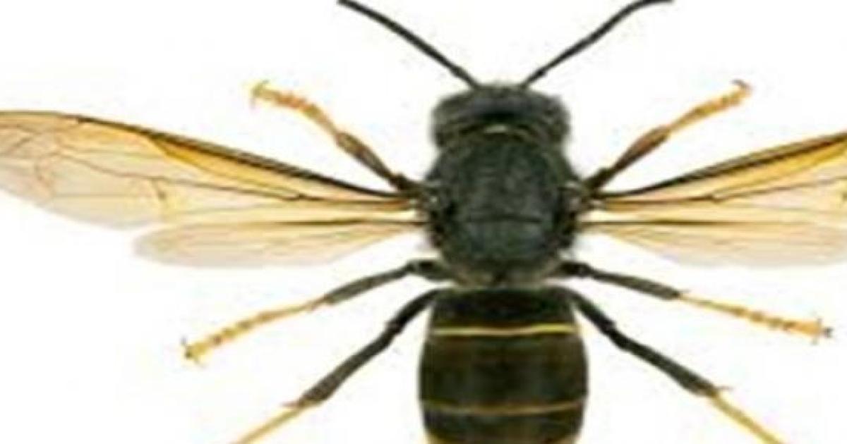 Calabrone killer anche in Italia: già sei morti in Francia