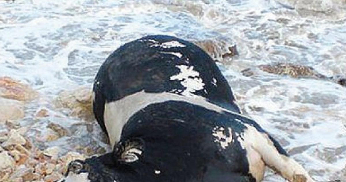 Mucca Pazza: secondo decesso in Salento