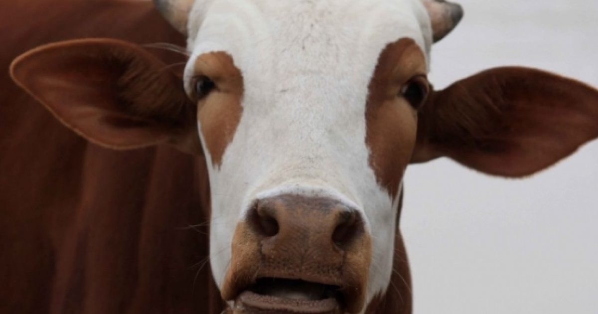 Torna l'incubo della 'mucca pazza': due persone morte in Puglia