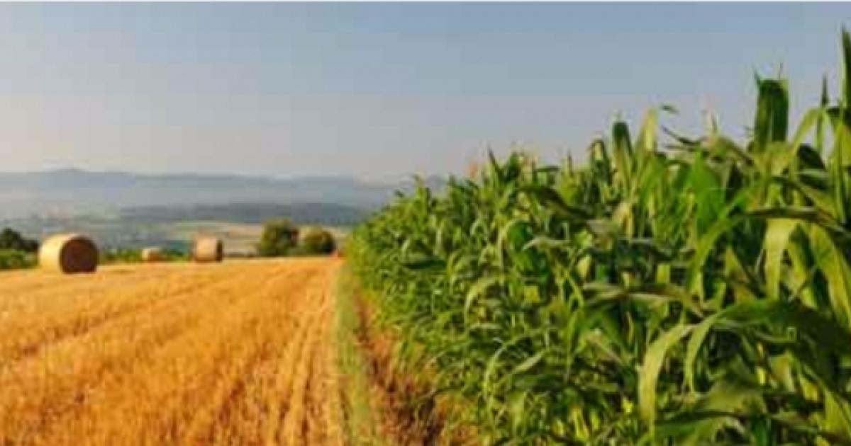 Calabria, una nuova opportunità per i giovani nell'agricoltura