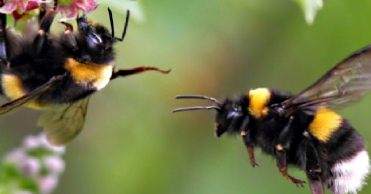 Il riscaldamento globale velocizza l’evoluzione degli insetti: le api ...