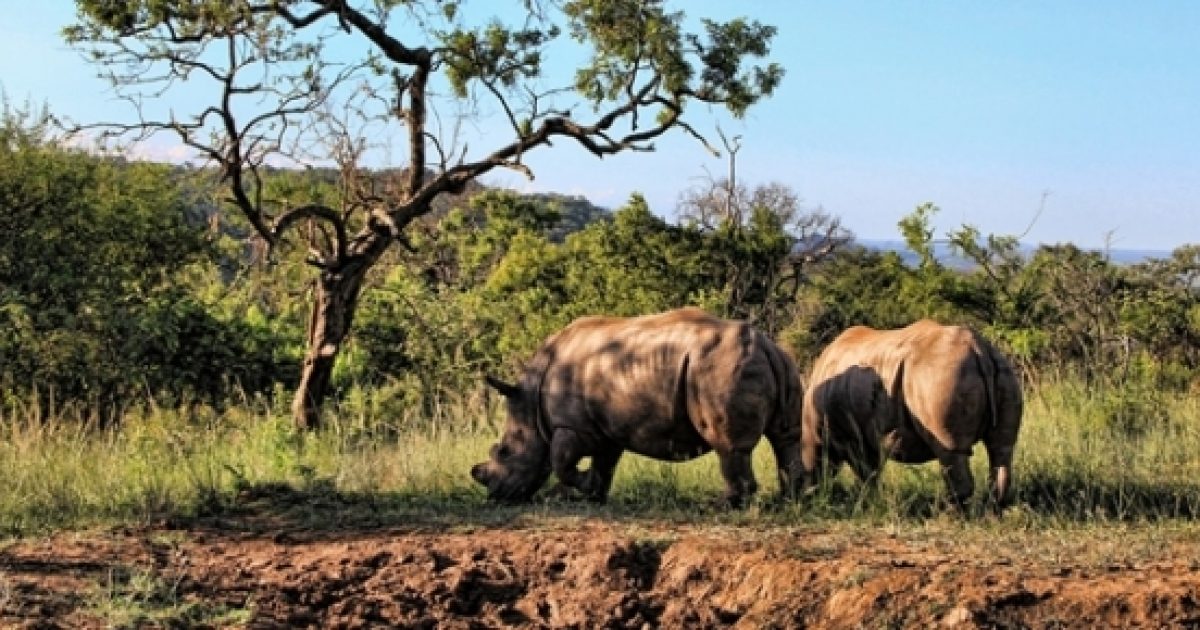 New legal rhino hunting laws drafted in South Africa
