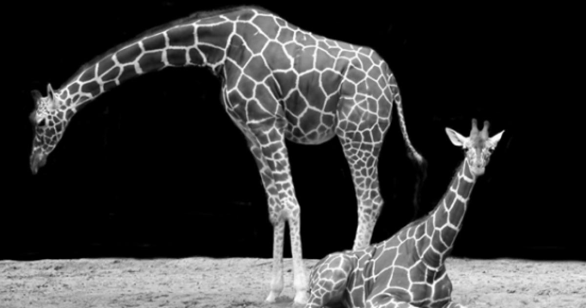 Extinction looms for rare Congolese giraffes in UNESCO World Heritage Ste