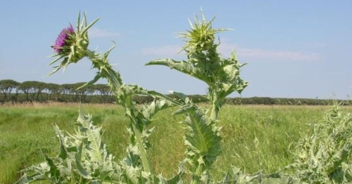 Silimarina dal cardo mariano: coadiuvante nella steatosi epatica non ...
