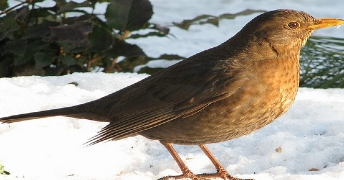 Giorni della merla 2016, data e origine del nome: rivedremo il grande ...