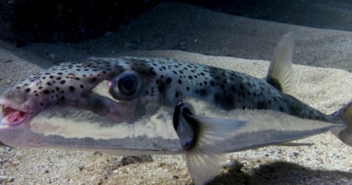 Allarme Mediterraneo: l'invasione del velenoso pesce palla maculato