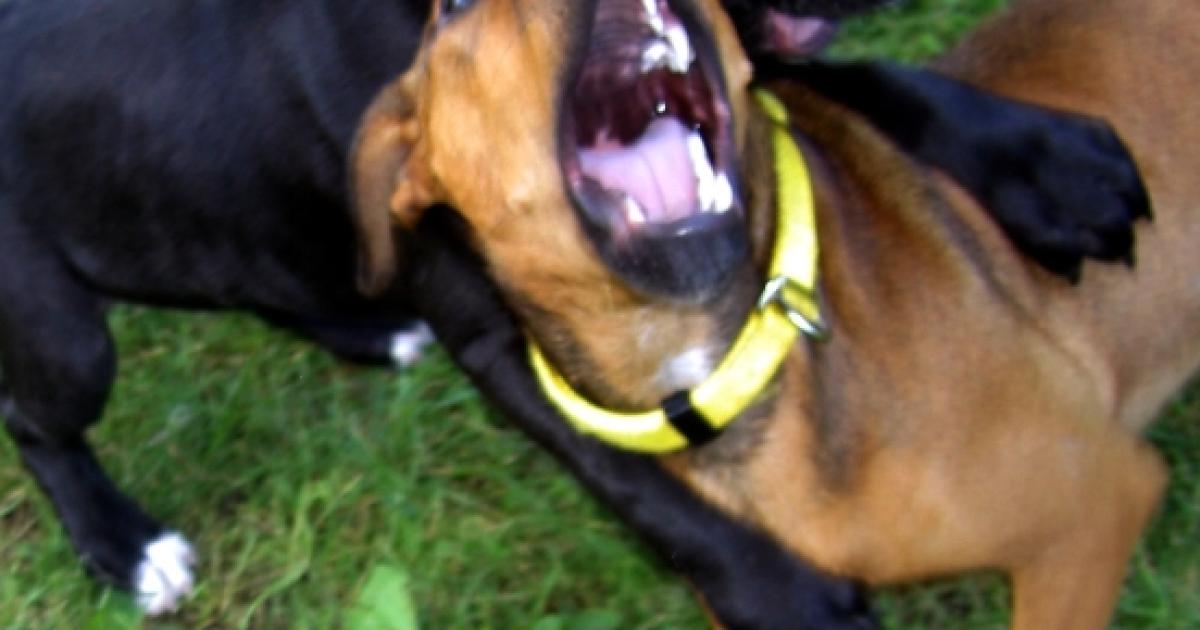 Dog fighting ring busted in Hernando County, Florida