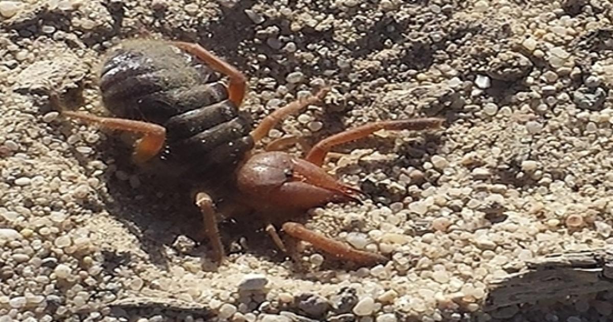 El que combate o huye del sol, false spider, windscorpion, matavenados