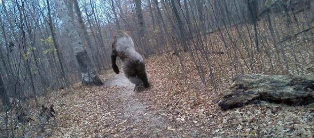 Bigfoot Caught On Michigan Eagle Cam Check Out Video Of Dark Entity