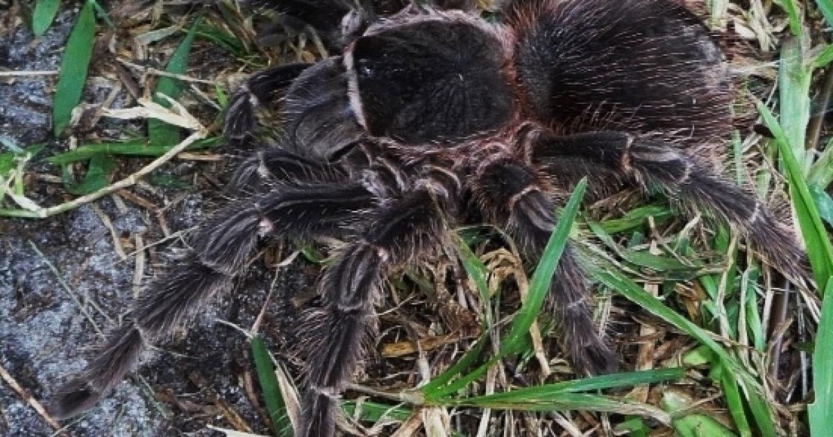Ragno gigantesco nel bosco di Cerano: paurosa scoperta dopo un pisolino