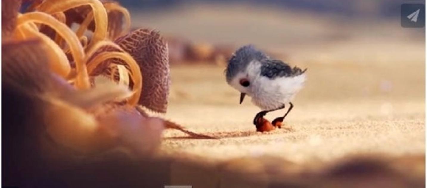 Pixar's Disney 'Piper' short streaming on Vimeo - a superb way to start ...