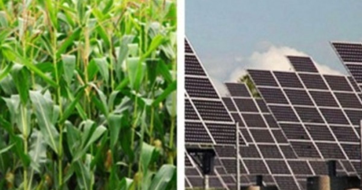 More efficient solar cells from photosynthesis