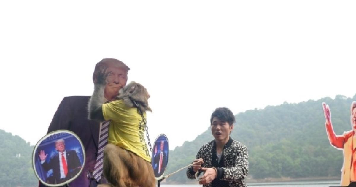 A monkey in China predicts a Donald Trump victory in the 2016 election