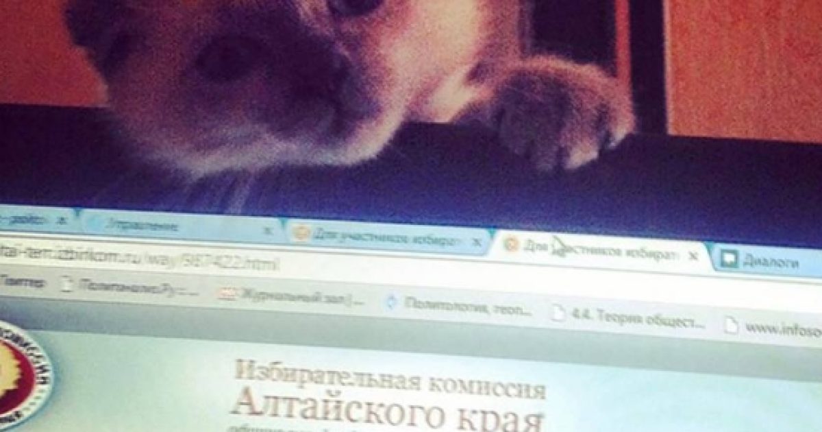 Russia, il gatto Barsik pronto a candidarsi come futuro Presidente