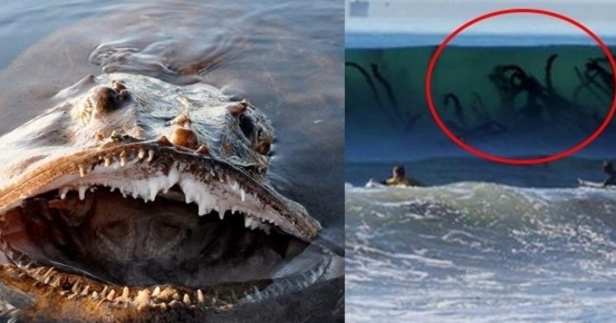 16 'monstros' marinhos que te farão ficar longe da água