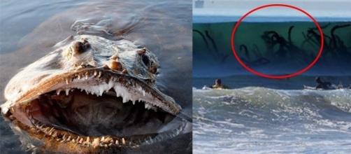 16 'monstros' marinhos que te farão ficar longe da água