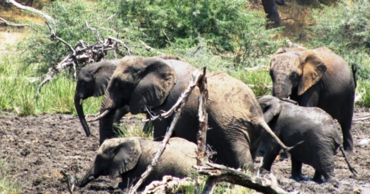 USA Fish & Wildlife consider upgrading elephants to endangered status