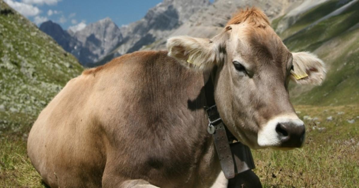 E' di nuovo allarme mucca pazza?