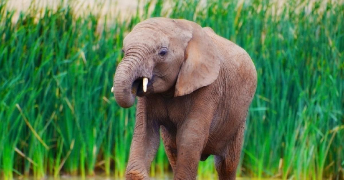 Ivory Coast takes decisive action to save vulnerable dwarf elephants