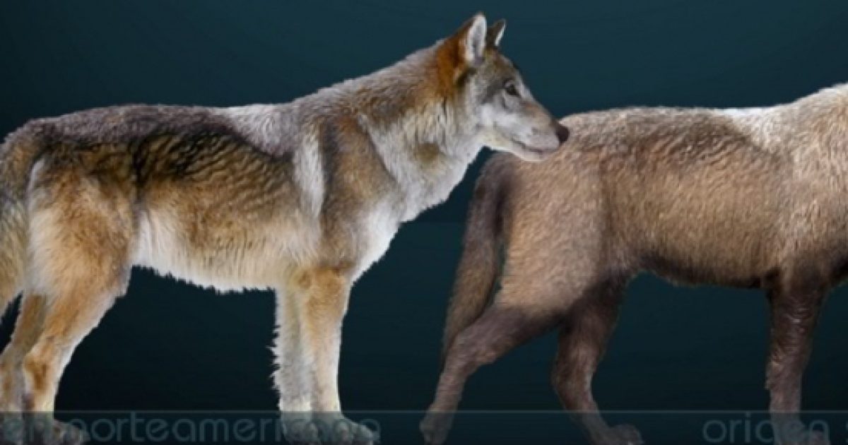 Game of Thrones: the dire wolves once existed, and here's what they ...