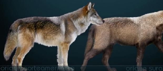 Game of Thrones: the dire wolves once existed, and here's what they ...